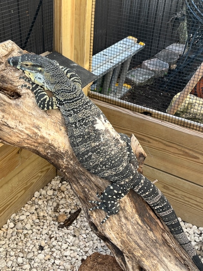 Blue Phase Lace Monitor ( With Scar) Other Monitor by Superior Reptiles