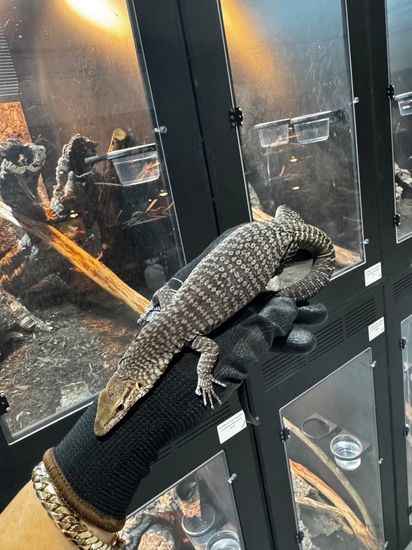 Varanus Tristis Orientalis (Scar) Other Monitor by Superior Reptiles