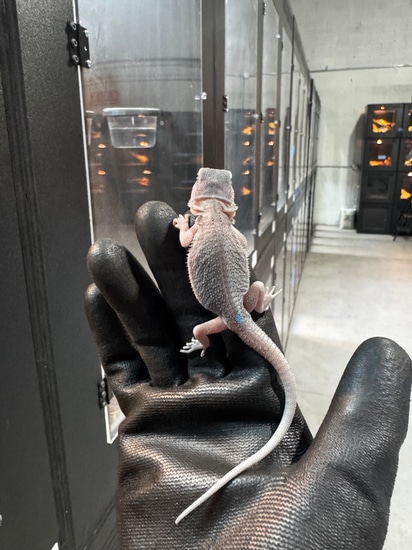 Hypo Zero Translucent Central Bearded Dragon by Superior Reptiles