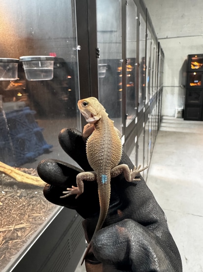 Translucent Witblits Central Bearded Dragon by Superior Reptiles