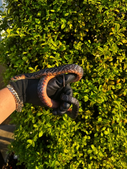 USCBB Mexican Red Tail Indigo Pair Cribo & Indigo Snakes by Superior ...