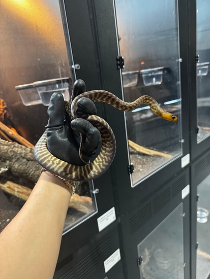 Woma Python by Superior Reptiles