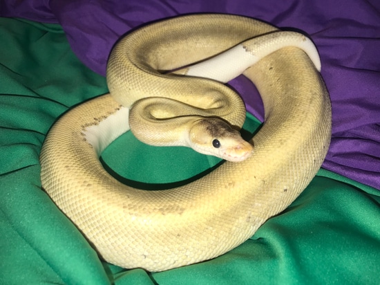 Champagne Mojave Ball Python by Puzzling Exotics