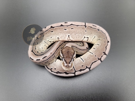 Pinstripe Axanthic VPI 100% Het Albino Ball Python by Willy’s Balls