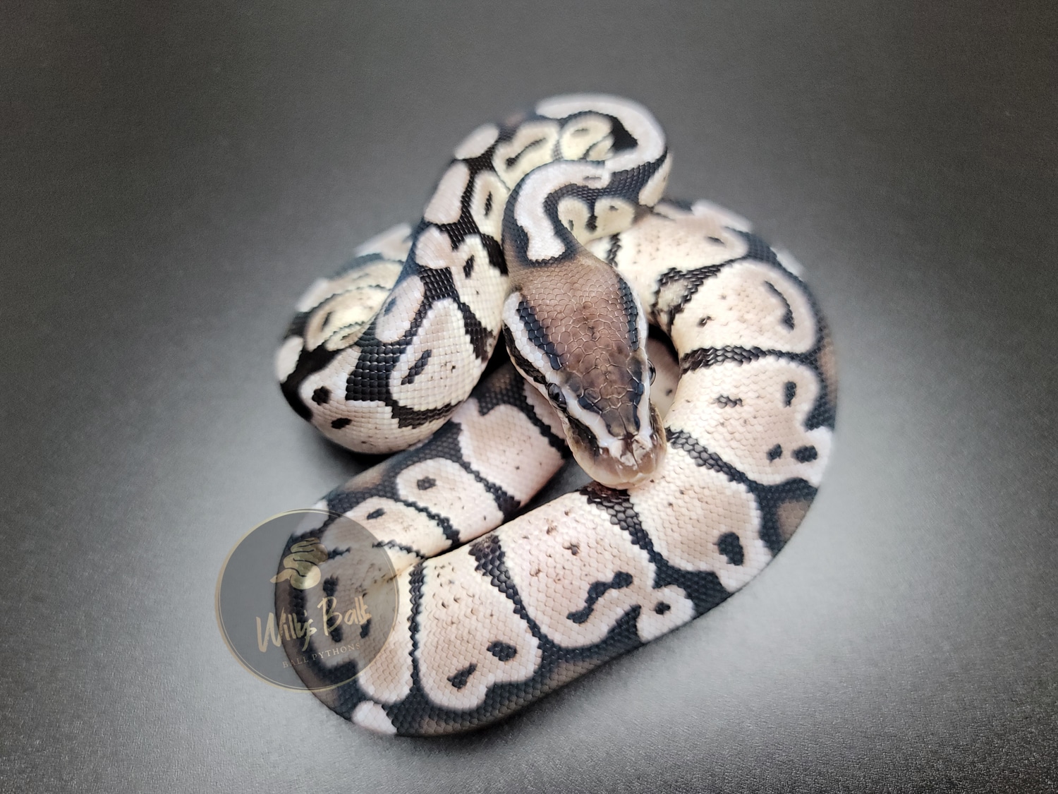 Pastel Axanthic VPI 100% Het Albino Ball Python by Willy’s Balls ...