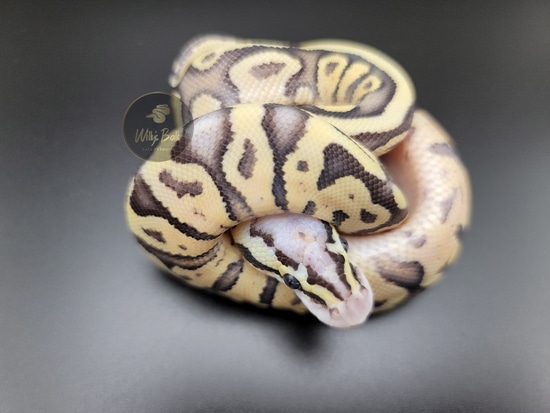 Superfly Ball Python by Willy’s Balls