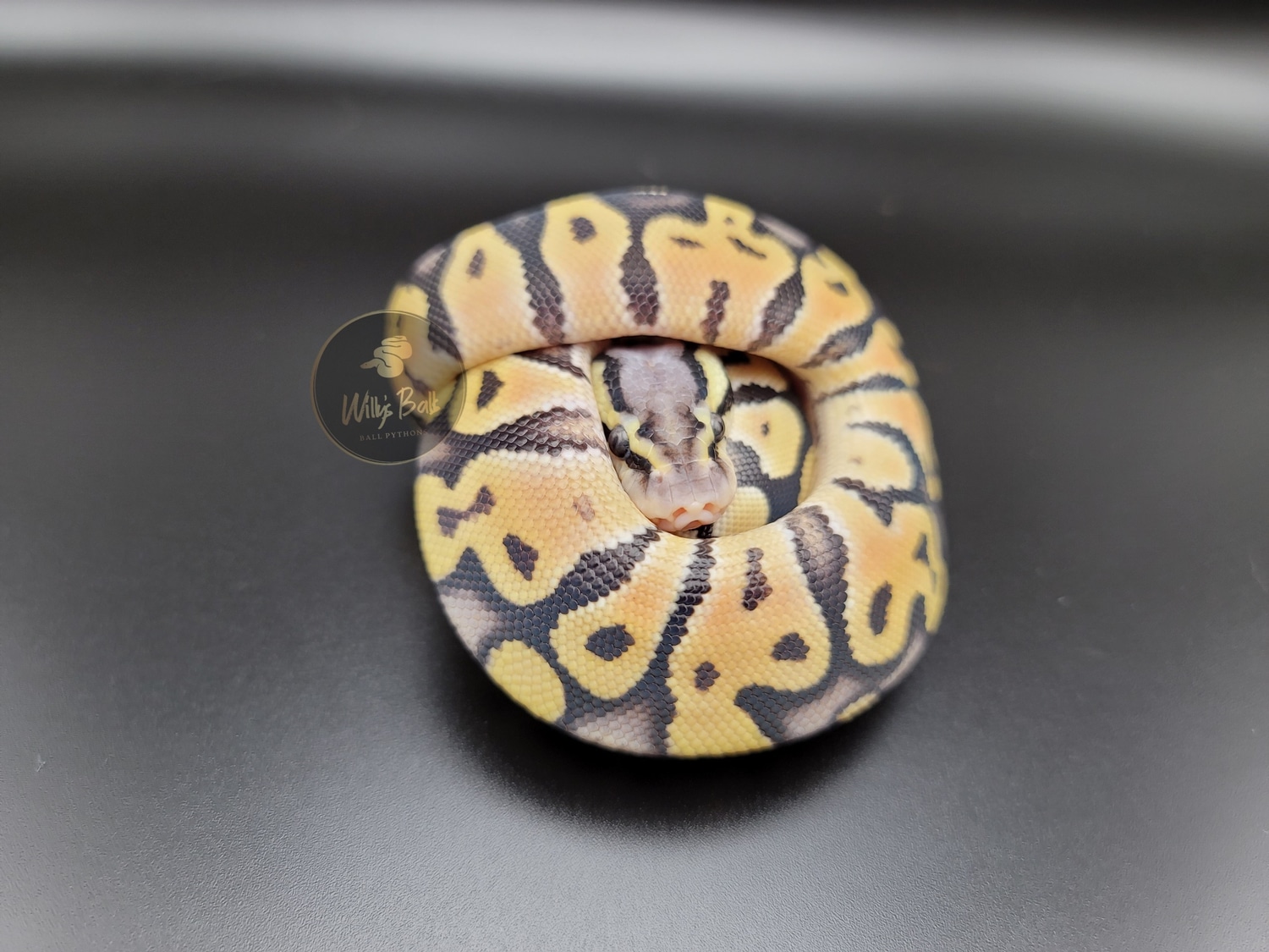 Orange Dream Enchi Superfly Ball Python by Willy’s Balls - MorphMarket
