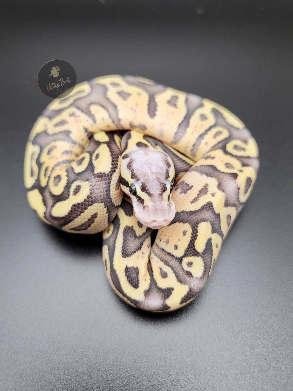 Superfly Orange Dream Ball Python by Willy’s Balls - MorphMarket