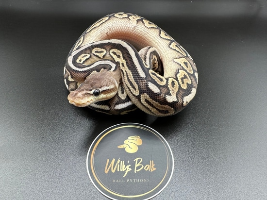 Cinnamon 100% Het Orange Ghost Ball Python by Willy’s Balls