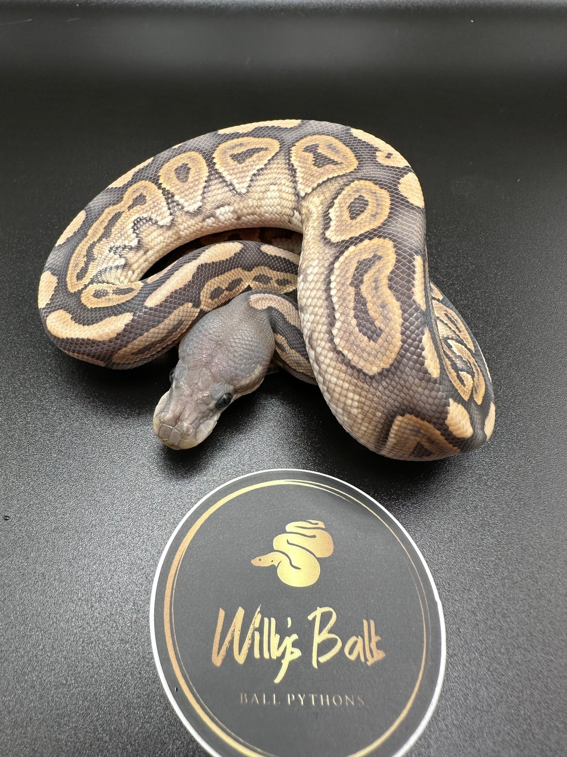 Cinnamon Orange Ghost Ball Python by Willy’s Balls - MorphMarket