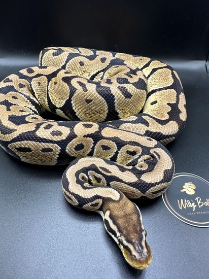 Pastel 100% Het Orange Ghost Ball Python by Willy’s Balls