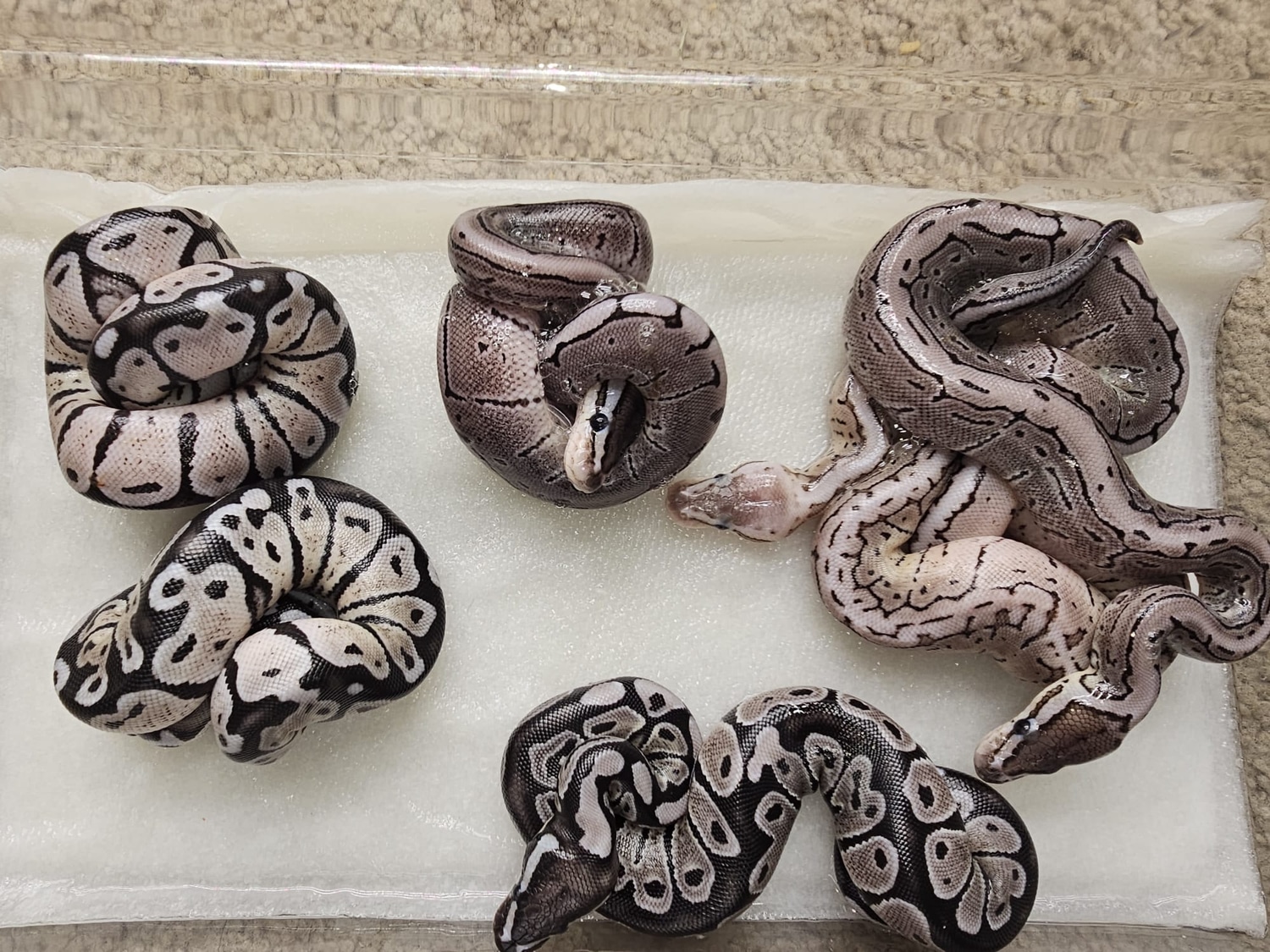 Ball Python Clutch: VPI23 by Willy’s Balls - MorphMarket