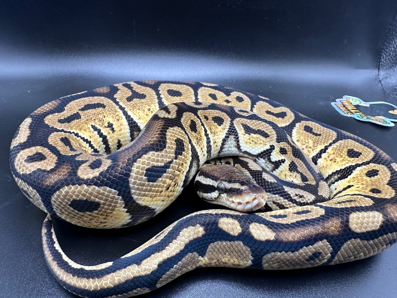 Pastel 100% Het Axanthic VPI 100% Het Albino Ball Python by Willy’s ...
