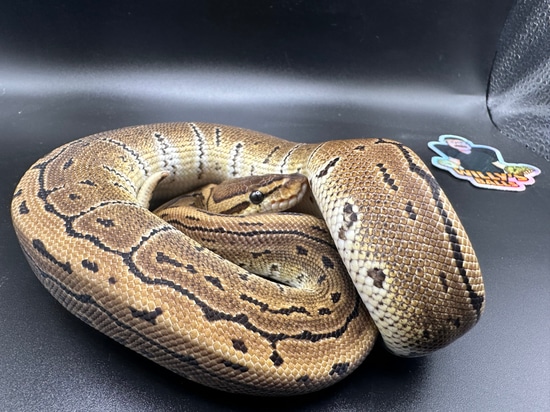Pinstripe 100% Het Albino 100% Het Axanthic VPI Ball Python by Willy’s ...