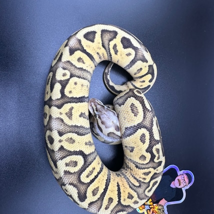 Orange Dream Enchi Superfly Ball Python by Willy’s Balls - MorphMarket