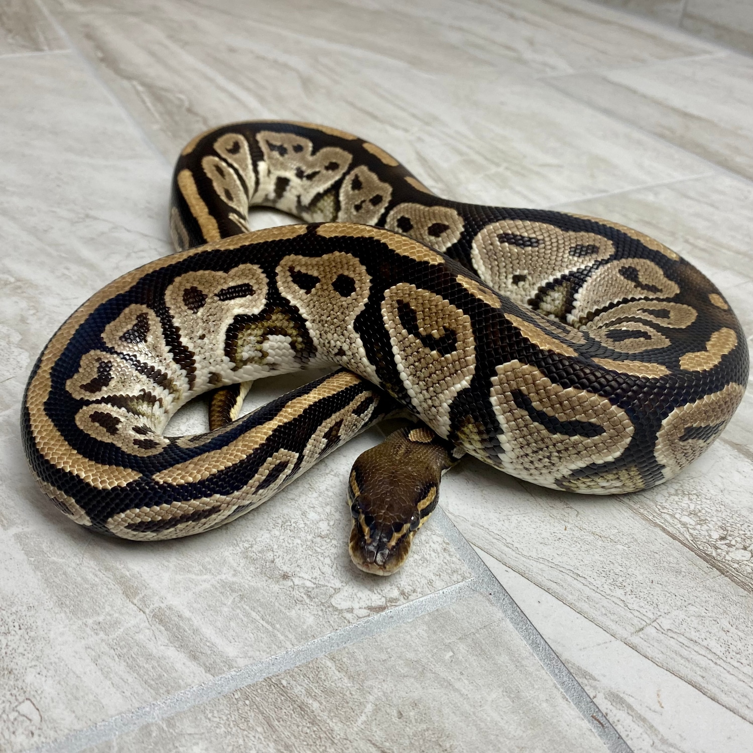 Bongo 100% Het Clown (Breeder Male) Ball Python by Lovelock Reptiles ...