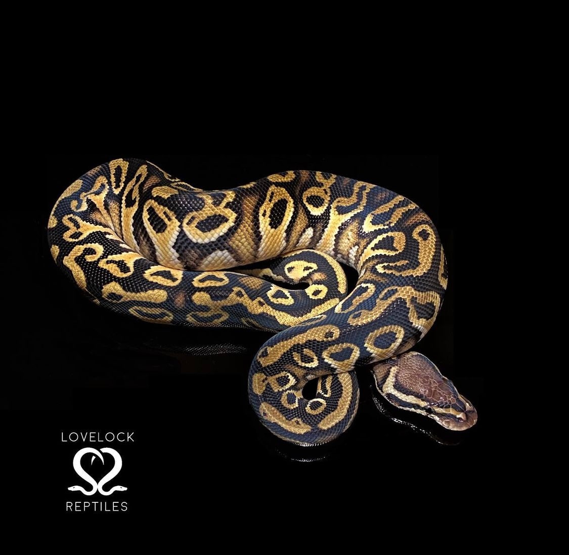 Hurricane Pastel 100% Het Clown Ball Python by Lovelock Reptiles ...