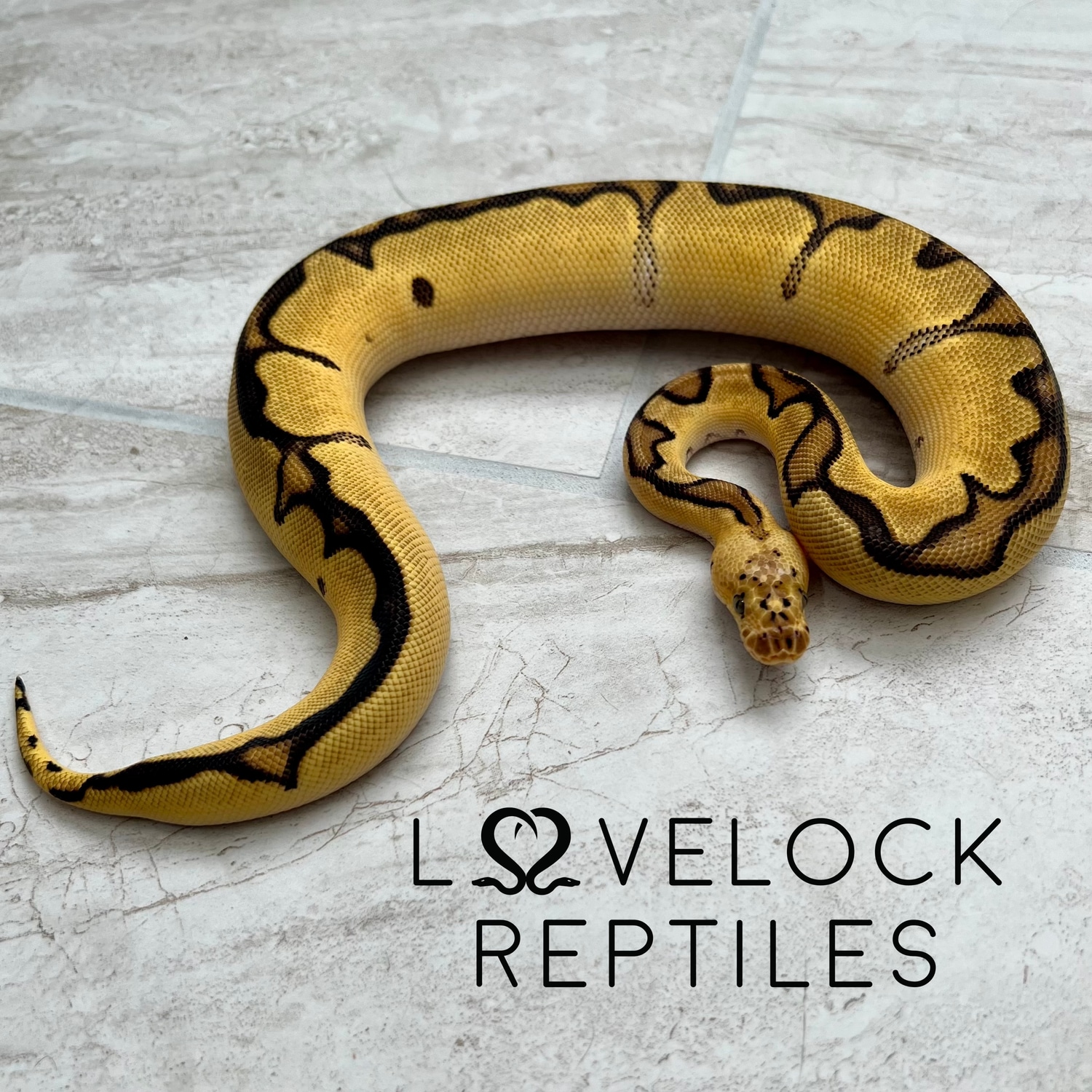 Enchi Pastel Clown Ball Python by Lovelock Reptiles - MorphMarket