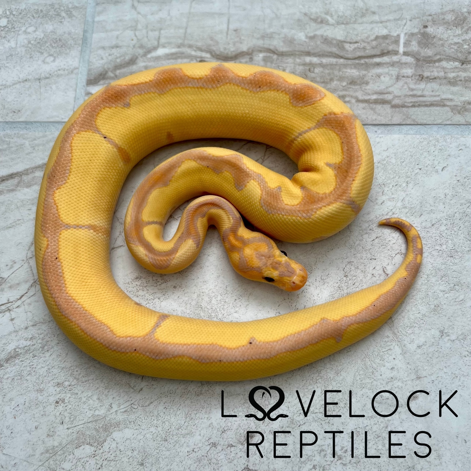 Banana Enchi Clown Ball Python by Lovelock Reptiles - MorphMarket