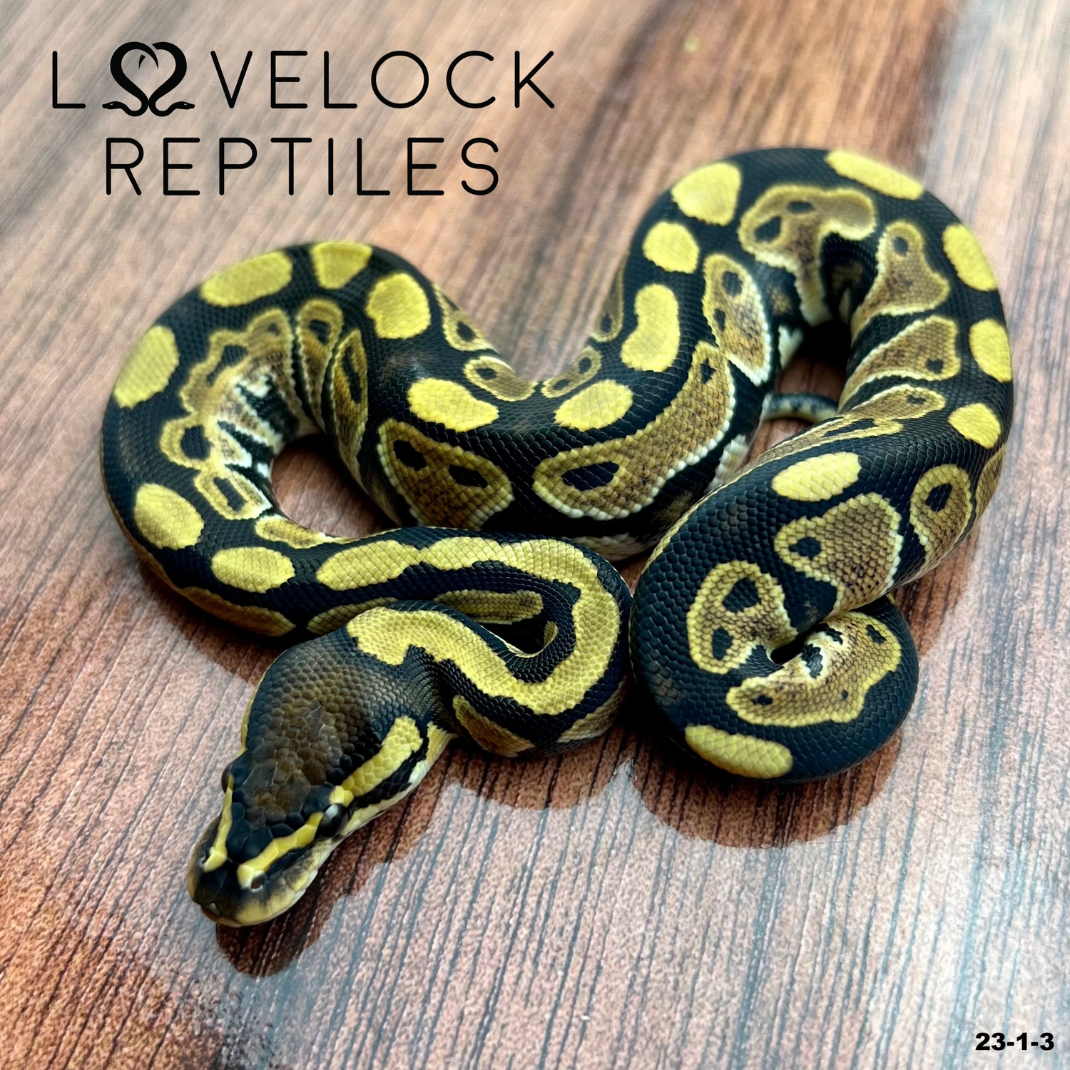 Lace 100% Het. Clown Ball Python by Lovelock Reptiles - MorphMarket