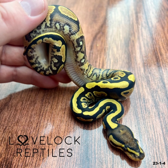 Lace Yellowbelly 100% Het. Clown Ball Python by Lovelock Reptiles
