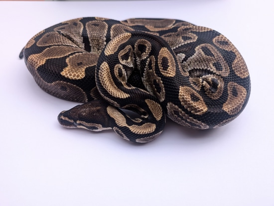 Normal PB Ball Python by Paul's Pythons
