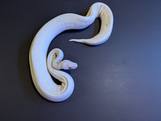 Ivory Ball Python by Paul's Pythons
