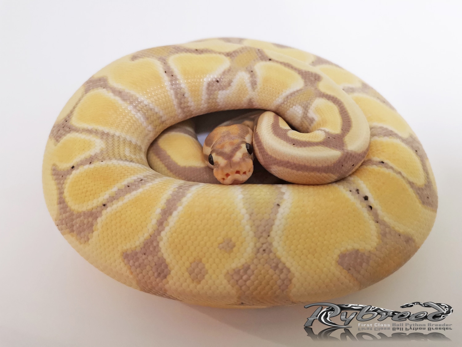 Banana Enchi Desert Ghost + 100% Het. Hypo Ball Python by Pybreed ...