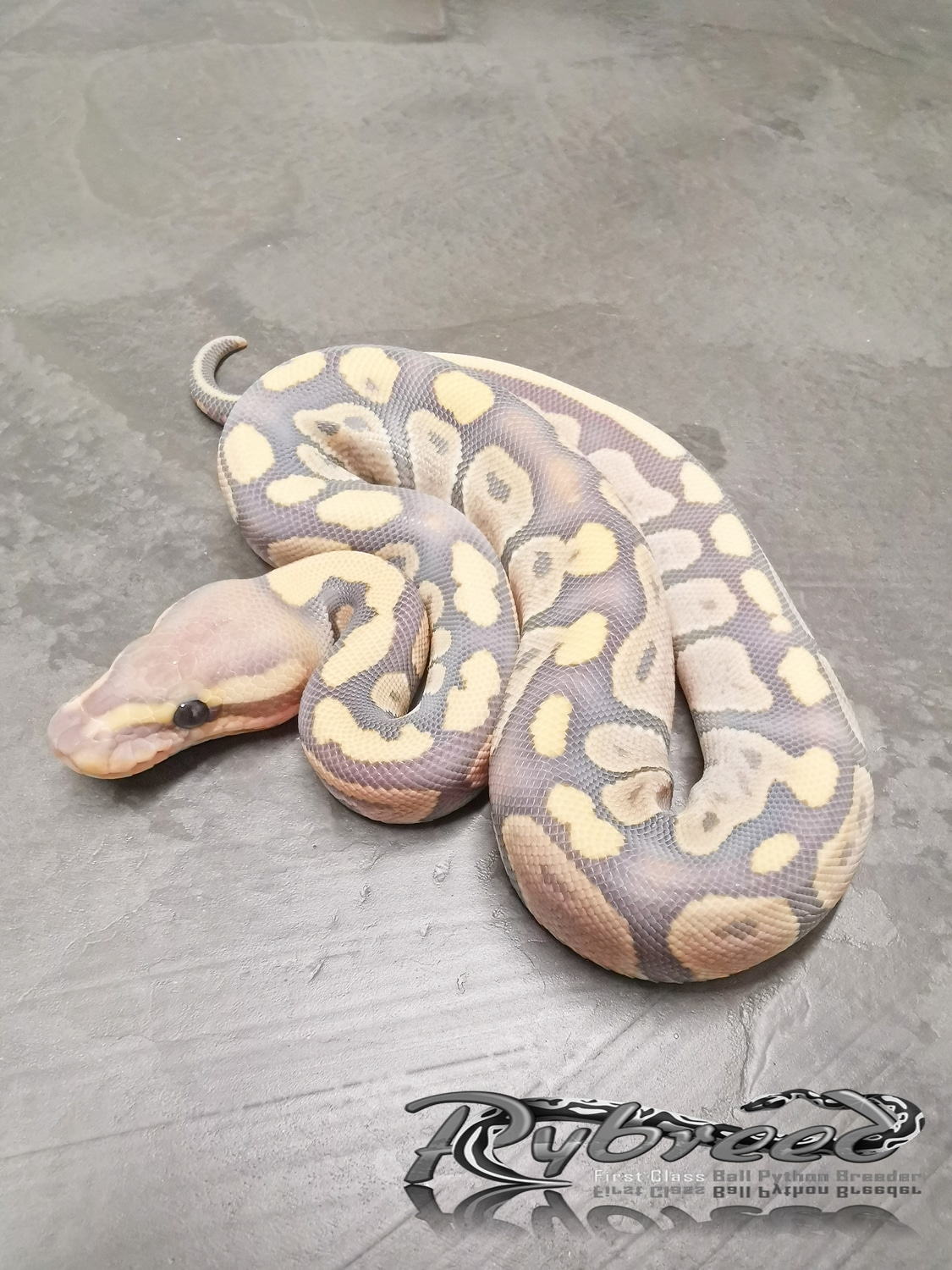 Hypo Chocolate Desert Ghost Ball Python by Pybreed - MorphMarket