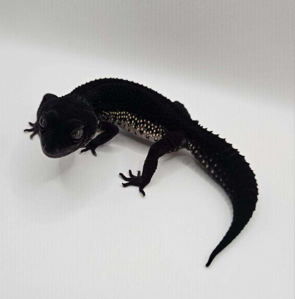 South Korean Import Black Night (Under A Year Old) Leopard Gecko by ...