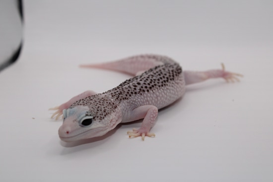 Super Snow Eclipse Leopard Gecko by Pycko