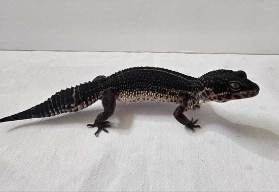 Black Night (South Korean Import) Leopard Gecko by Pycko