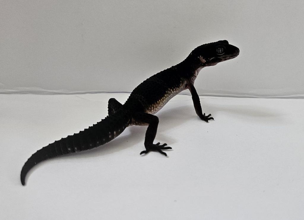 Black Night (South Korean Import) Leopard Gecko by Pycko Premium ...