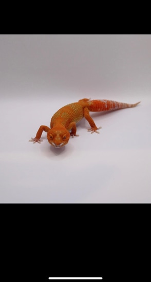 Red Devil (South Korean Import) Leopard Gecko by Pycko