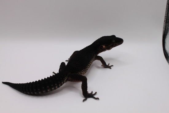 Black Night South Korean Import Leopard Gecko by Pycko