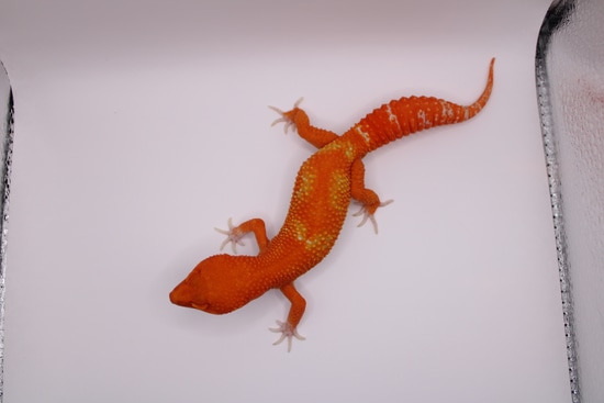 Red Devil South Korean Import Leopard Gecko by Pycko