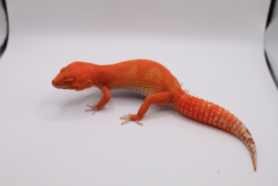 Red Devil (South Korean Import) Leopard Gecko by Pycko