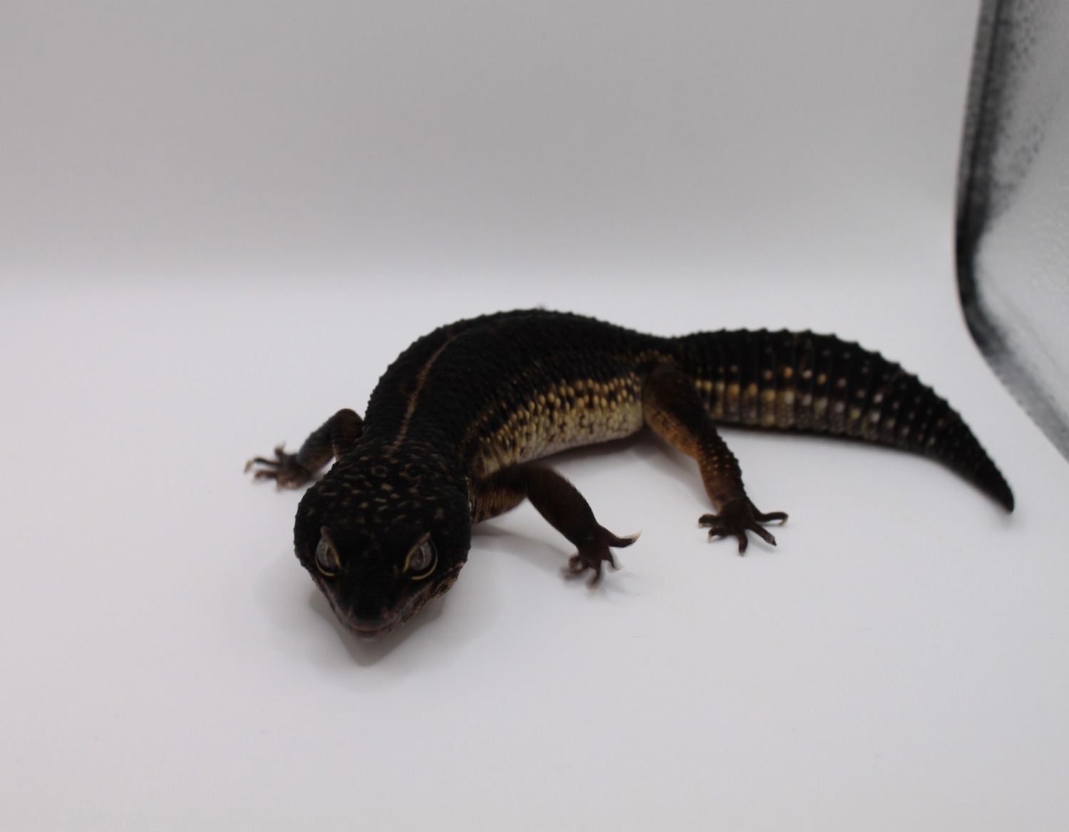 Black Night South Korean Import Leopard Gecko by Pycko Premium Pythons ...
