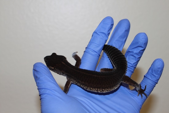 Black Night South Korean Import Leopard Gecko by Pycko