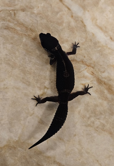 Black Night South Korean Import Leopard Gecko by Pycko