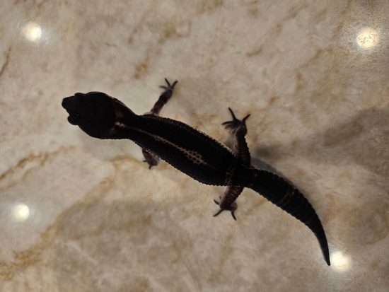 Black Night South Korean Import Leopard Gecko by Pycko