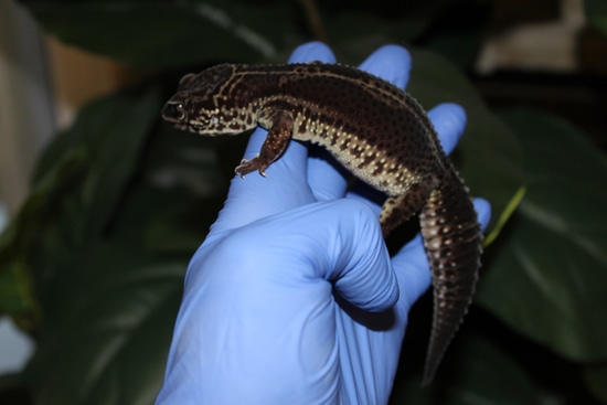 Black Night South Korean Import Leopard Gecko by Pycko