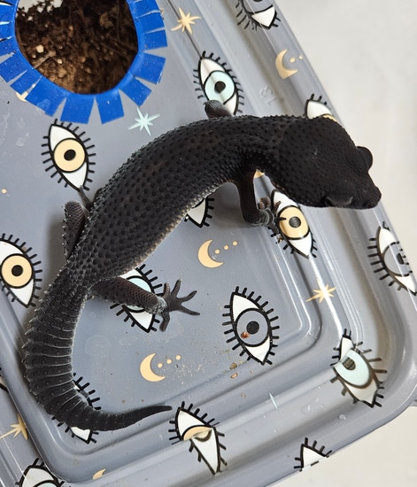 BLACK NIGHT MALE- S. Korean Import! Leopard Gecko by Pycko