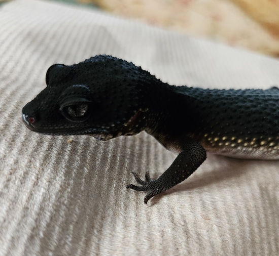 Black Night South Korean Import Leopard Gecko by Pycko