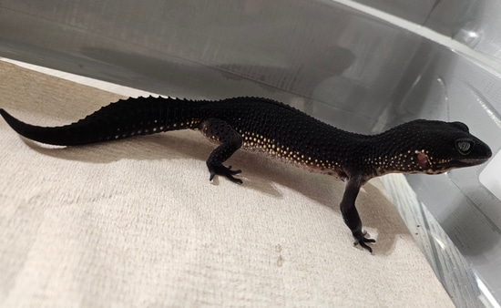 Black Night South Korean Import Leopard Gecko by Pycko