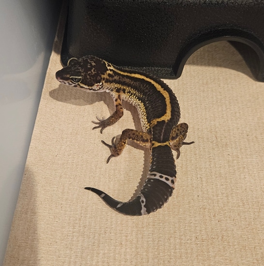 Black Night (F) S. Korean Import Leopard Gecko by Pycko