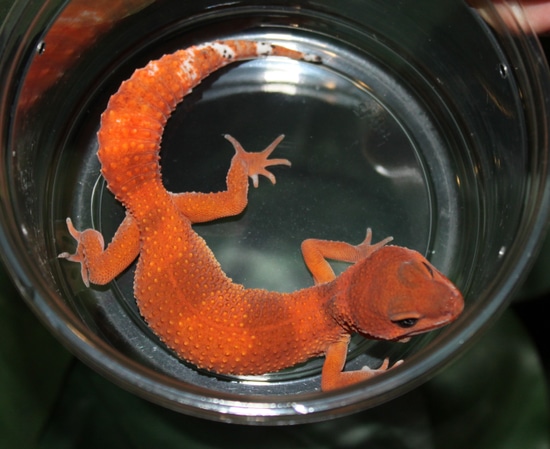 Mandarin-S. Korean Lineage Leopard Gecko by Pycko