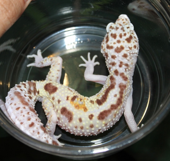 Snow Radar (Paradox)-S. Korean Lineage Leopard Gecko by Pycko