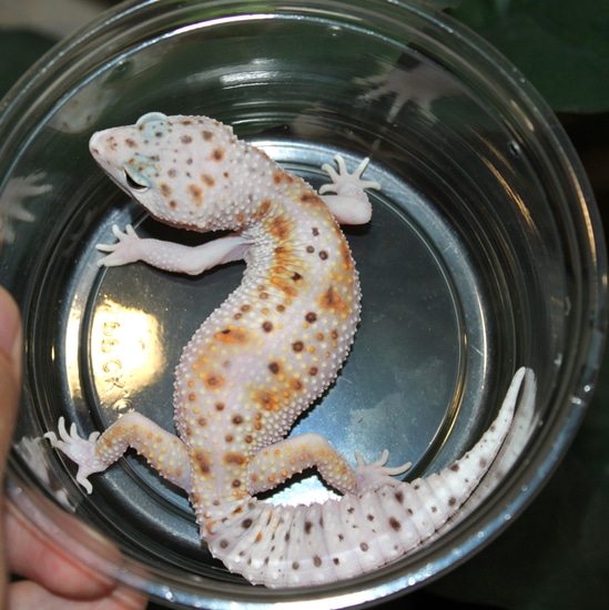 W&Y Snow Eclipse-S. Korean Lineage Leopard Gecko by Pycko