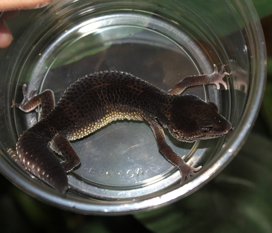 2023 Black Night Female-S. Korean Lineage Leopard Gecko by Pycko